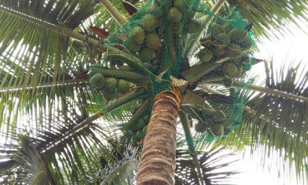 Coconut Safety Nets in Chennai | Call Anand at 9940076197