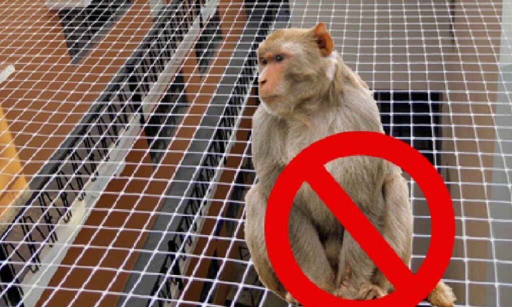 Monkey Safety Nets in Chennai Call 9940076197 for Pets Nets Fix